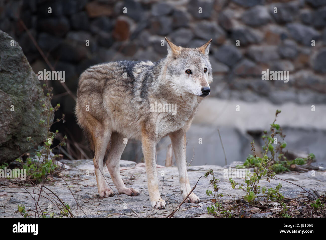 Wolf in the zoo Stock Photo - Alamy