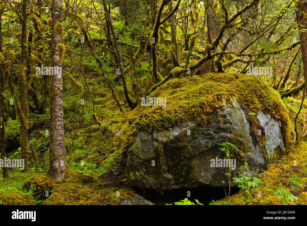 Alaskan biodiversity hi-res stock photography and images - Alamy