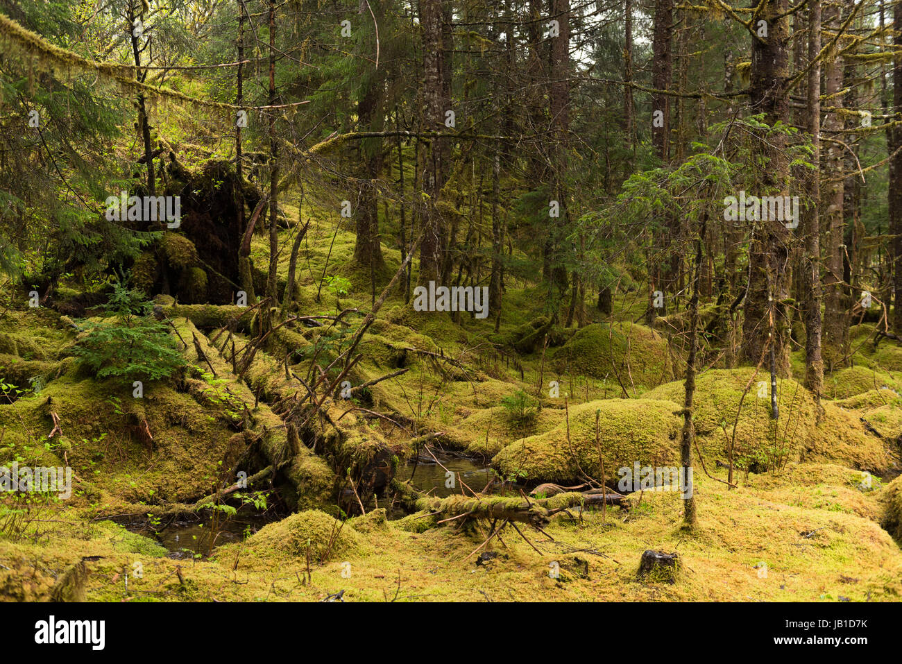Fallen trees and a tree stump by a creek among the standing trees and ...