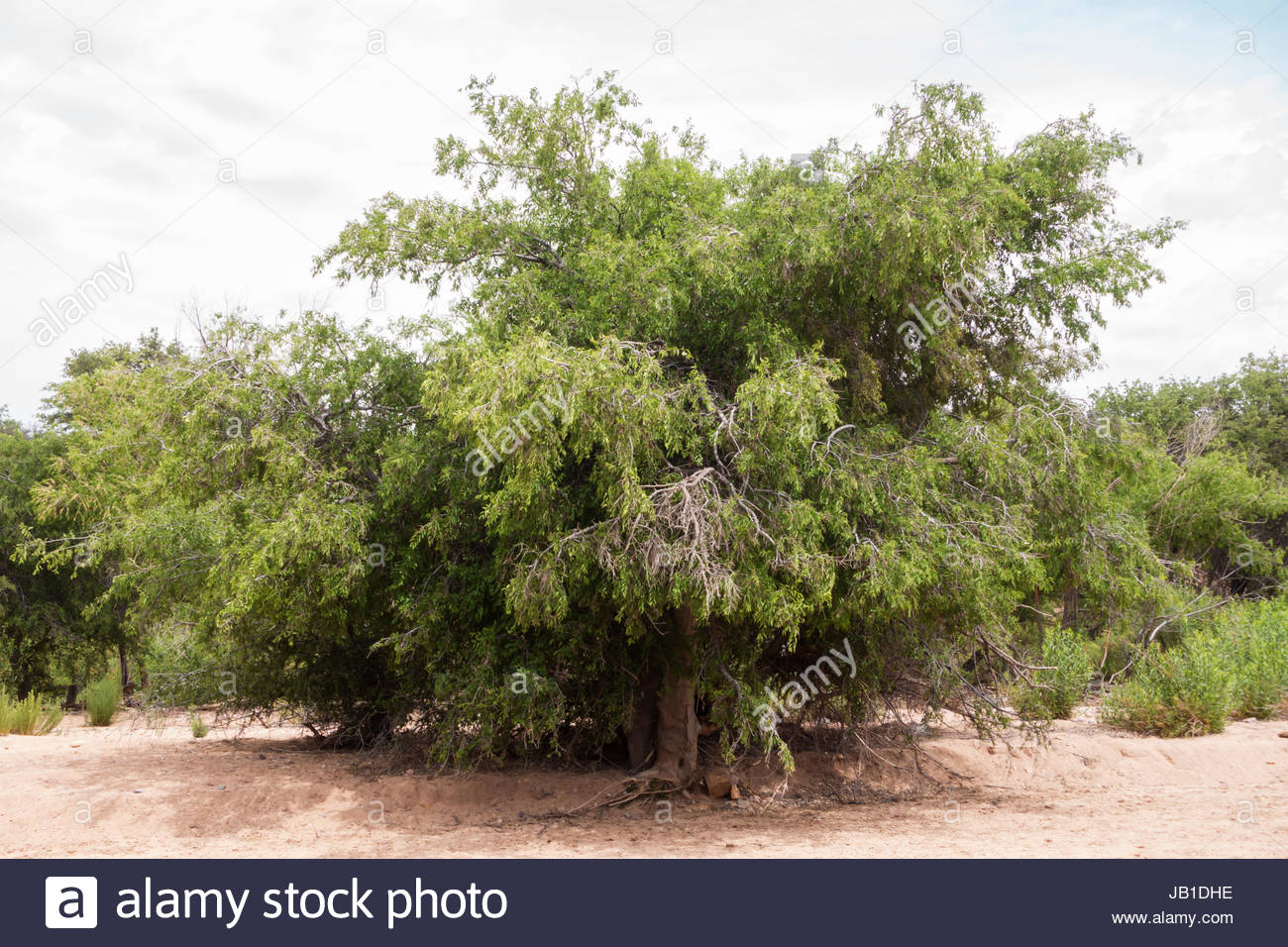 Hackberry Trees High Resolution Stock Photography and Images - Alamy
