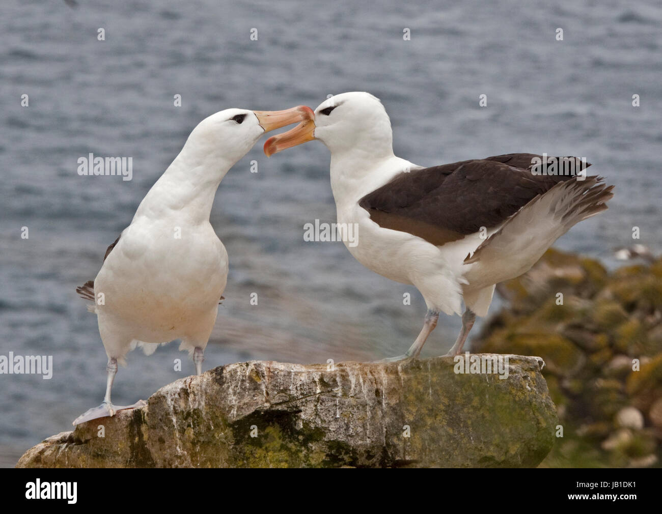 Black-Browed Albatrosses ((thalassarche melanophrys), West Point Island ...