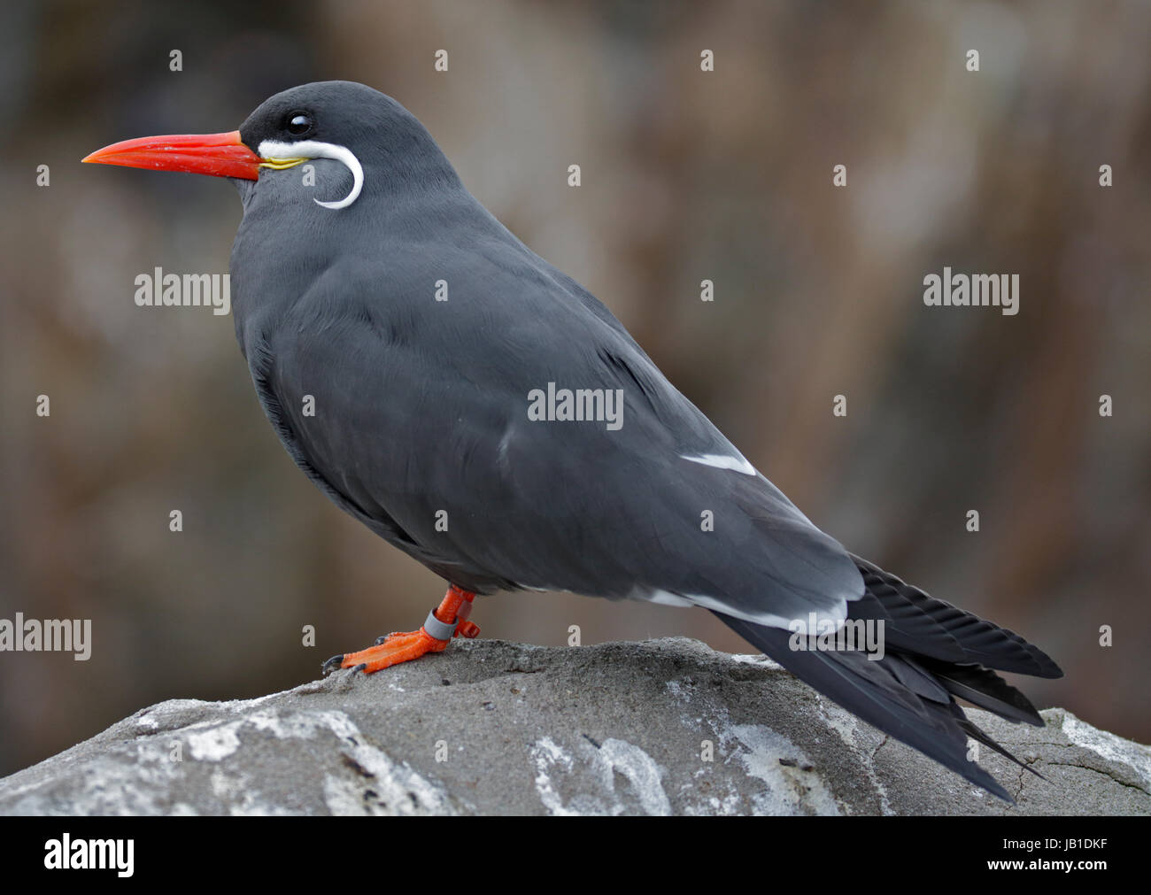 Inca Tern (larosterna inca Stock Photo - Alamy