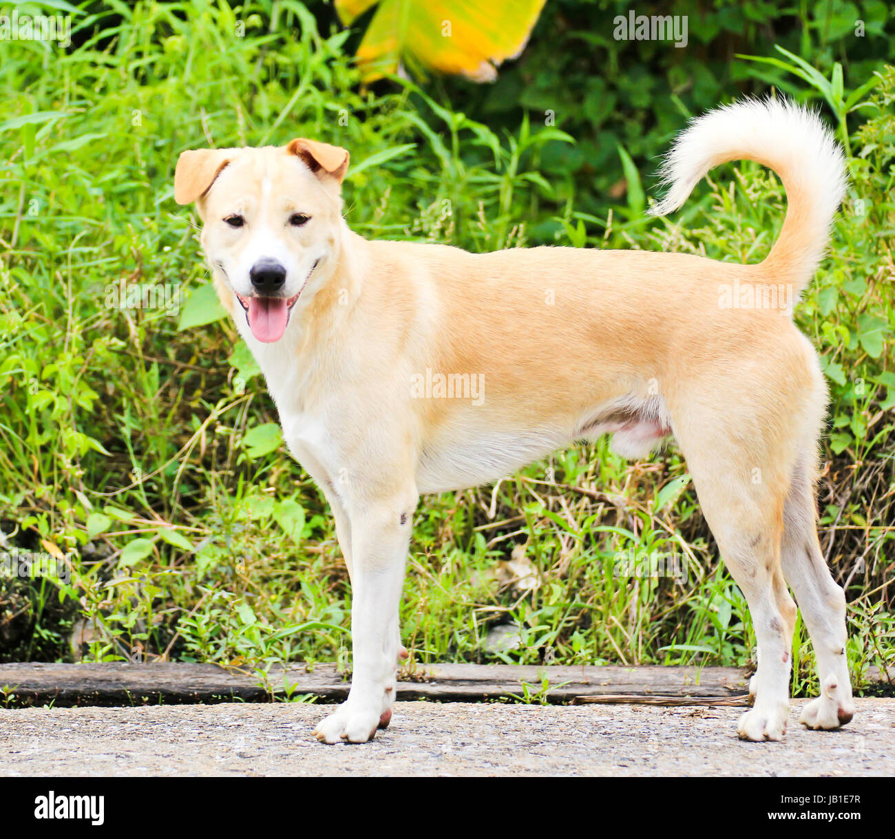 Thai dog in the garden, Thailand Stock Photo - Alamy