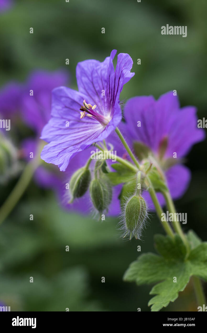 Johnson's Blue geranium Stock Photo - Alamy