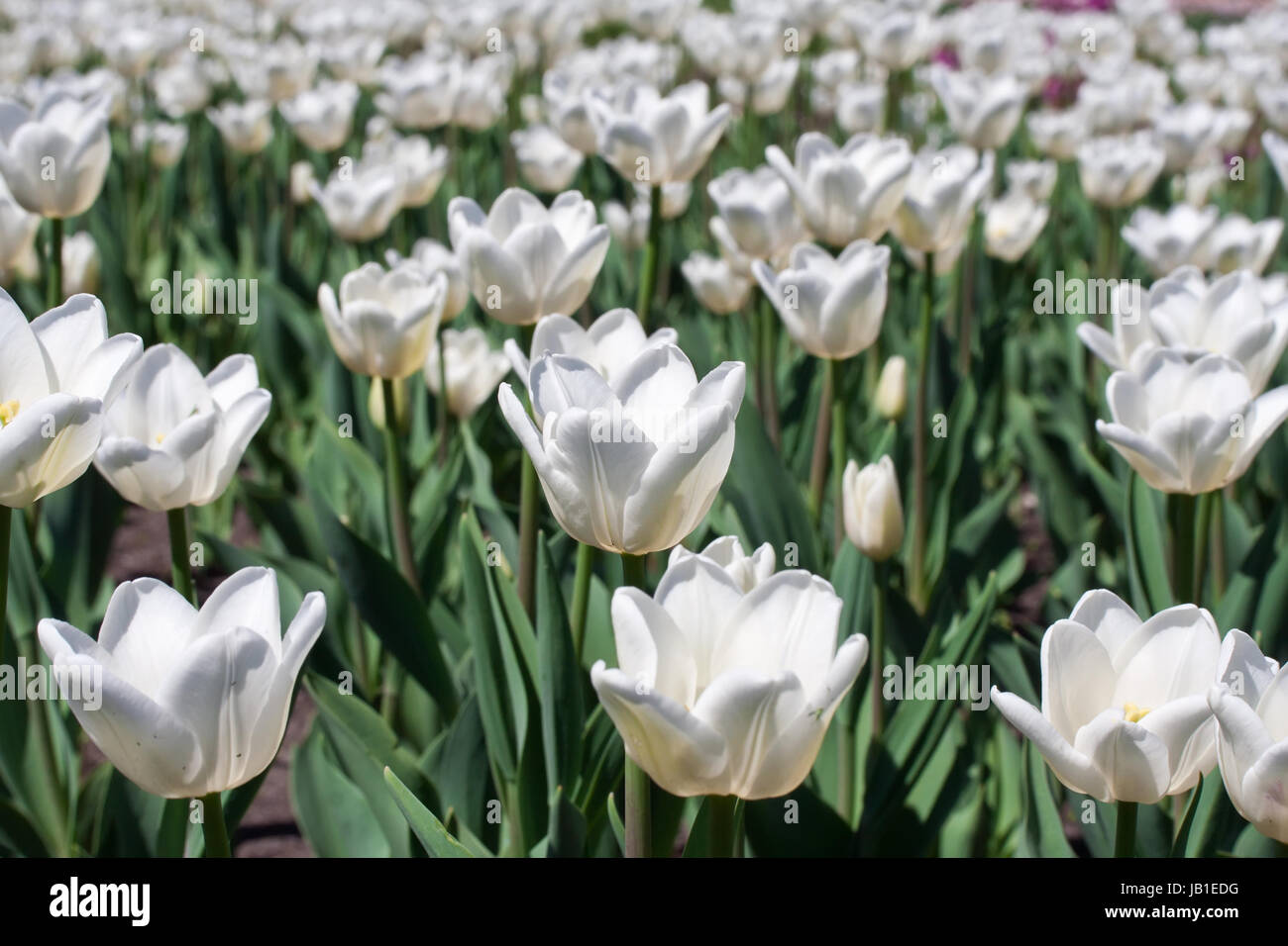 Beautiful colourful tulip flowers background in spring Stock Photo - Alamy