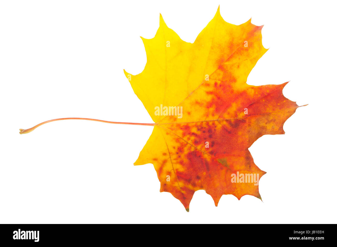 Beautiful maple leaf isolated on white background Stock Photo - Alamy