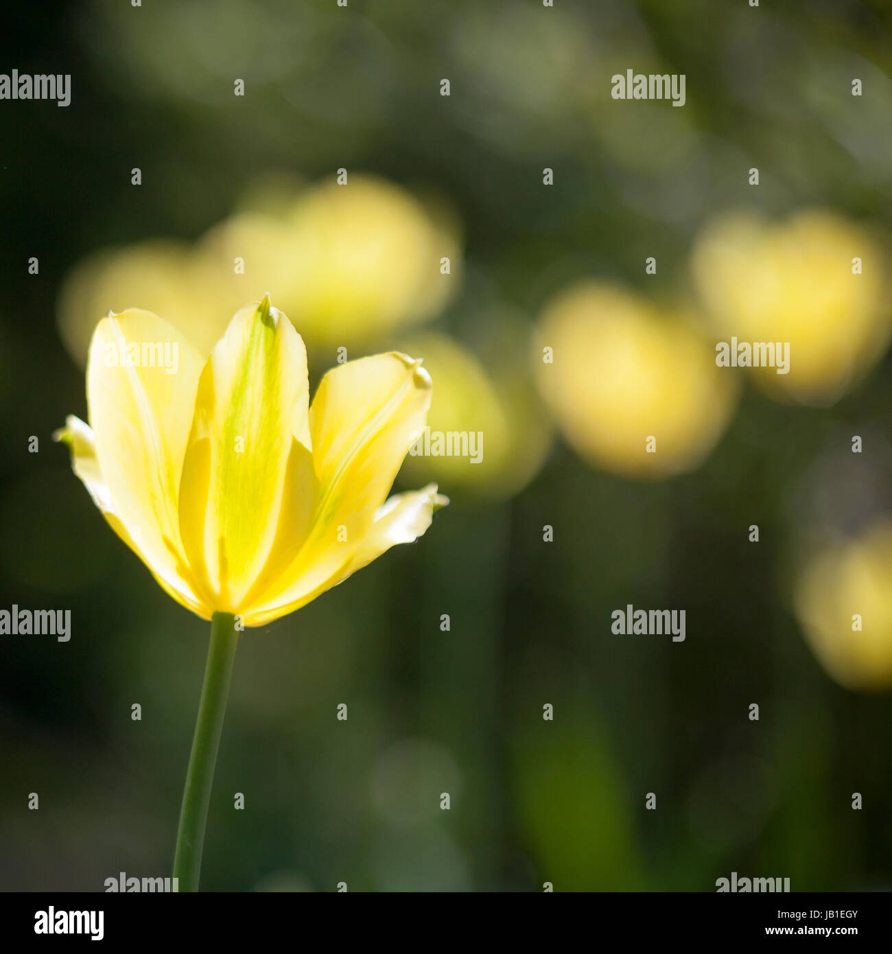 Beautiful yellow tulips in nature Stock Photo - Alamy