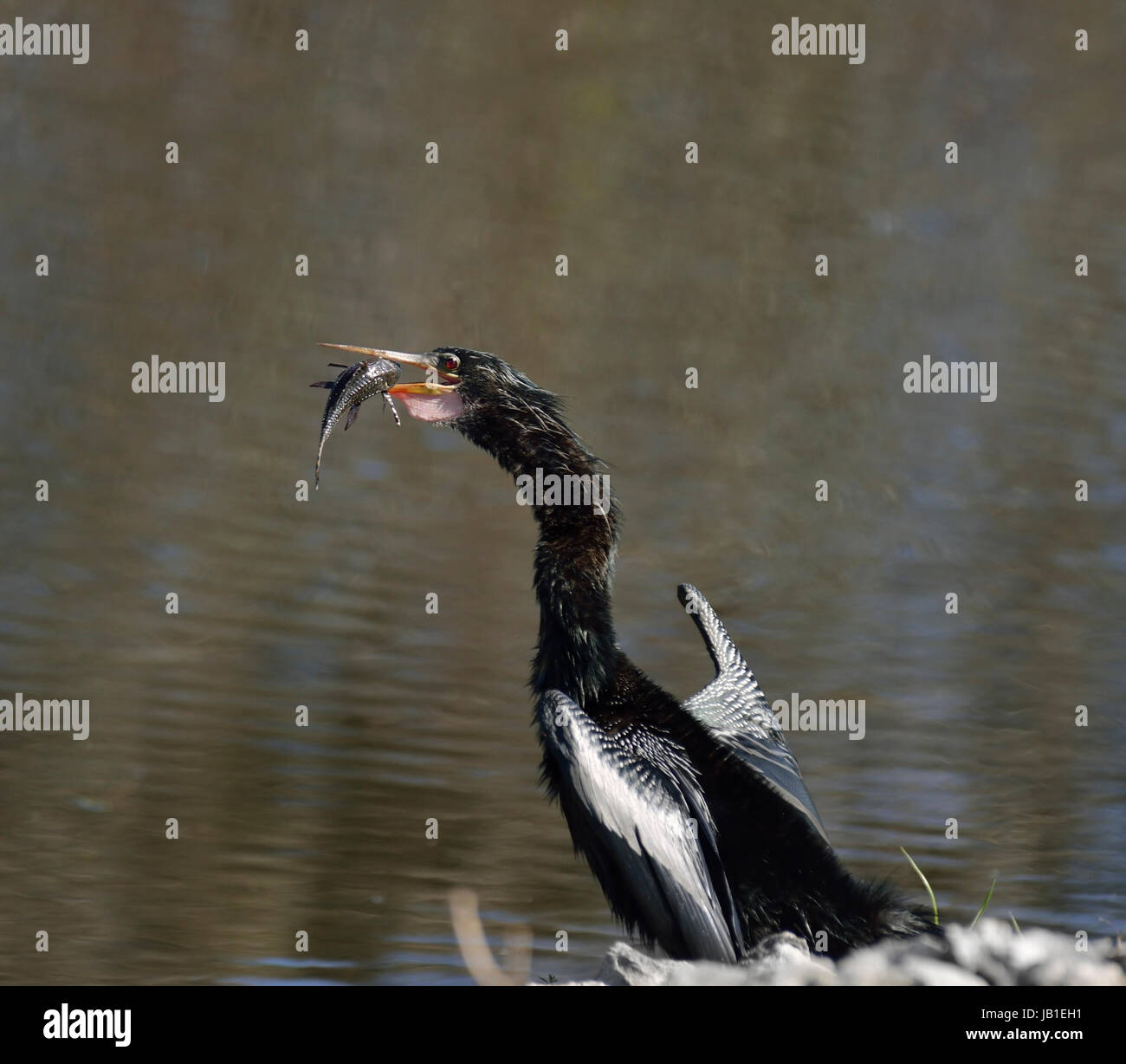 Anhinga Downing A Fish In Wetland Pond Stock Photo - Alamy