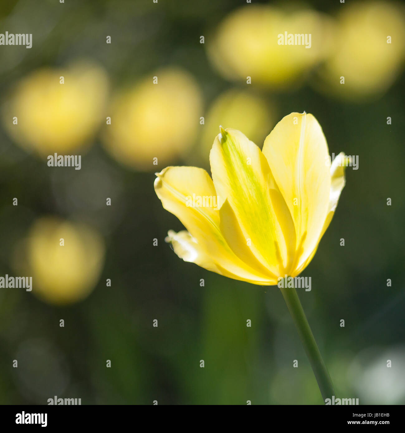 Tulips in nature hi-res stock photography and images - Alamy