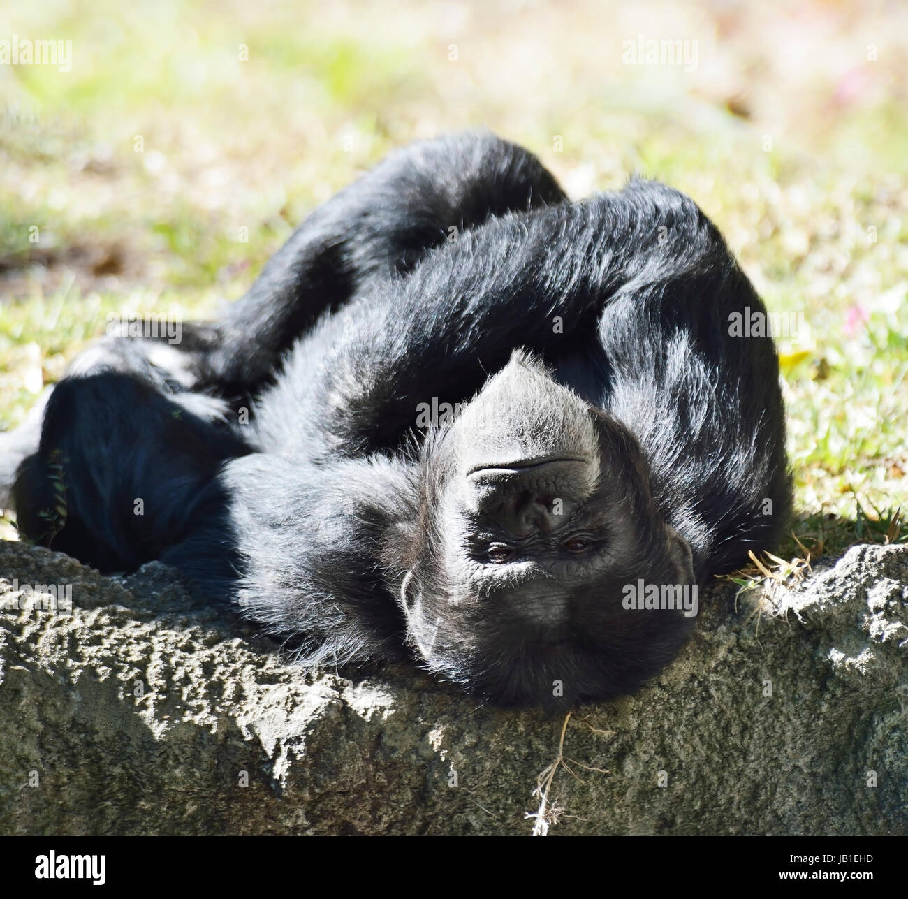 Black Chimpanzee Resting Under The Morning Sunlight Stock Photo - Alamy
