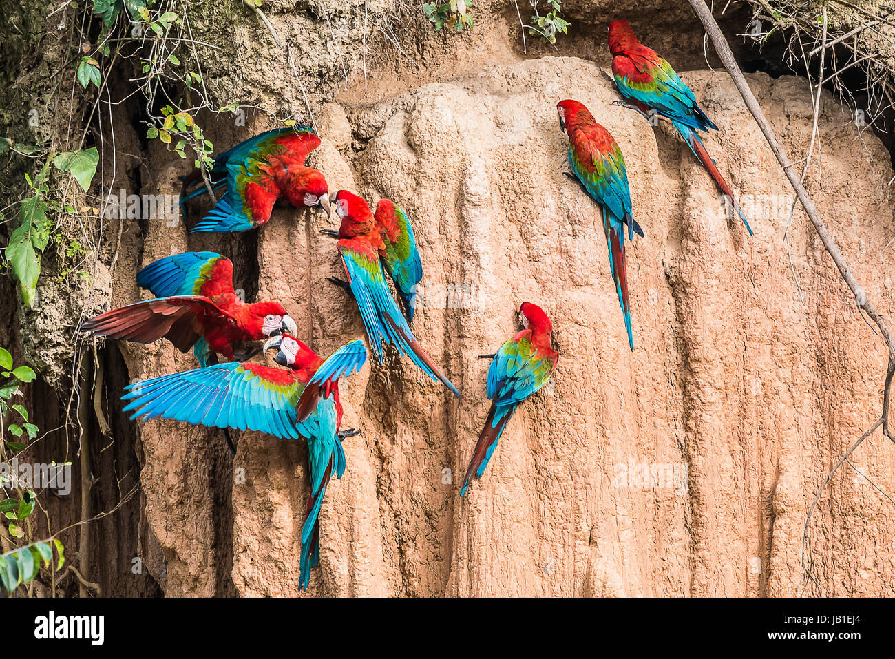 Collpa macaws peru hi-res stock photography and images - Alamy