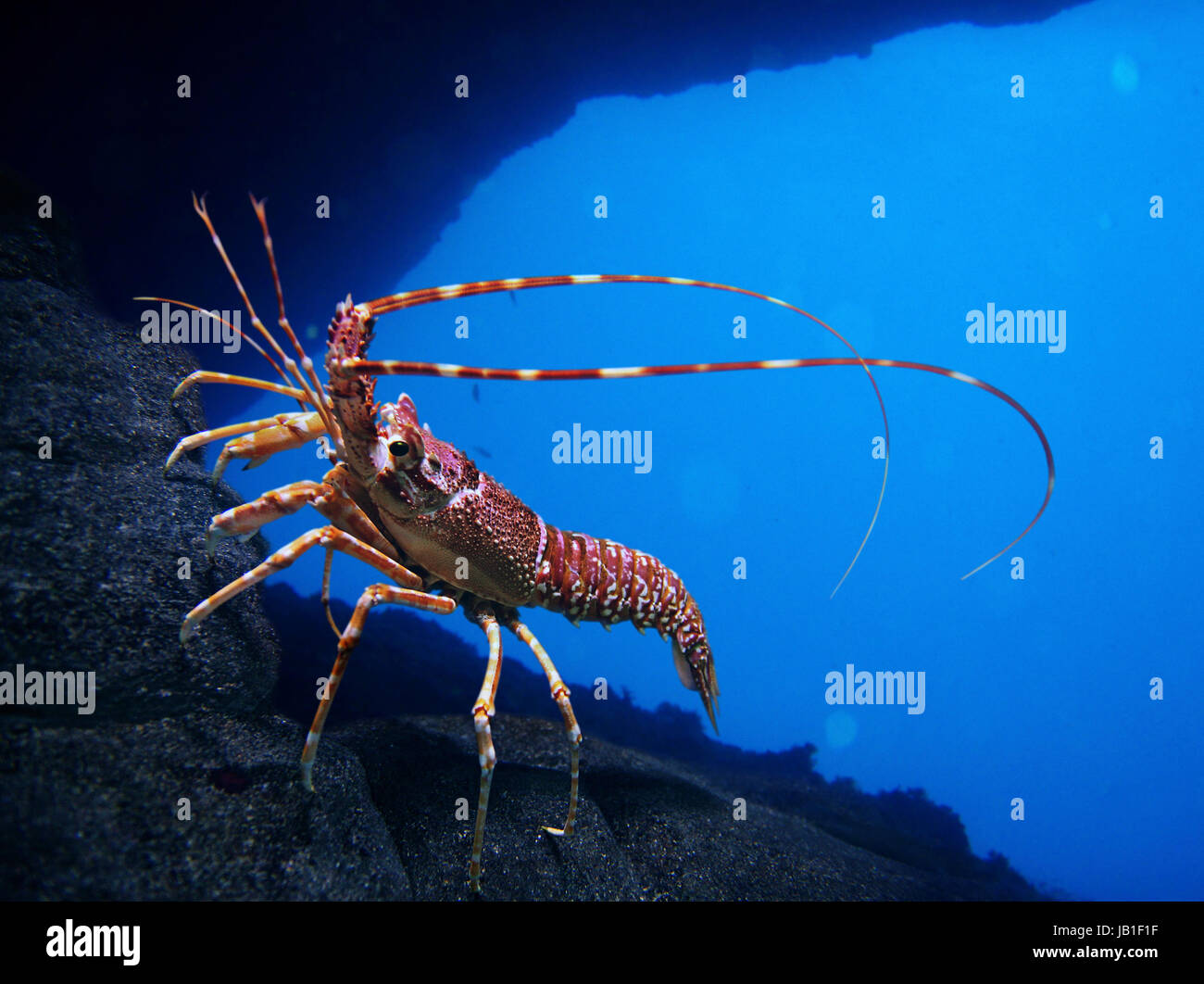 Important Species High Resolution Stock Photography and Images - Alamy