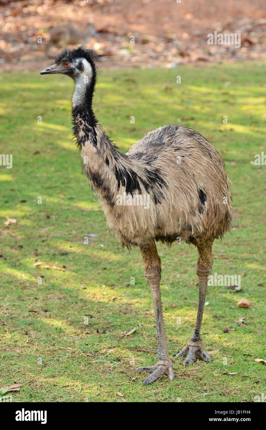 an australian emu walking along Stock Photo - Alamy