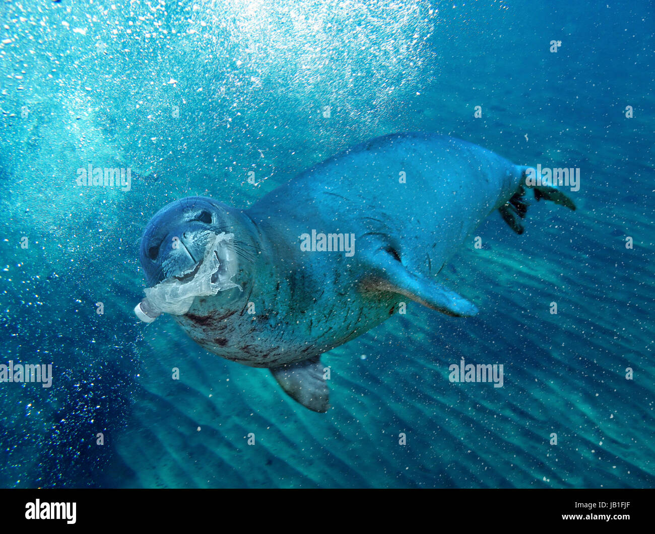Seal Plastic Pollution High Resolution Stock Photography and Images - Alamy