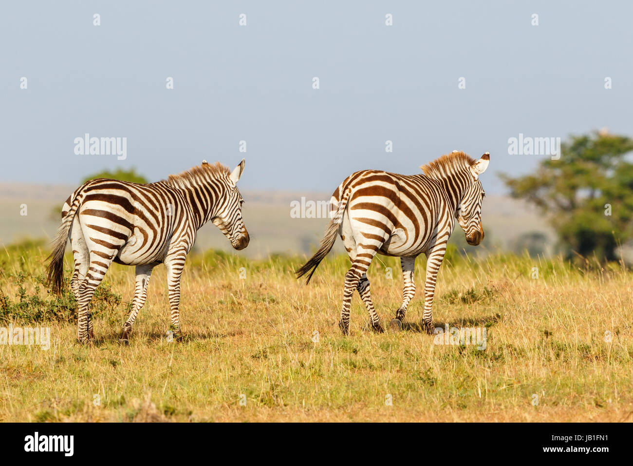 Zebras walking on the African savannah Stock Photo - Alamy