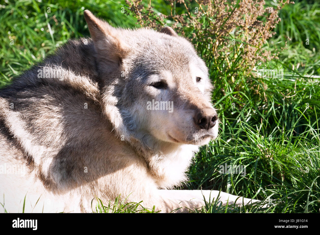 Nice close up portrait of gray wolf Stock Photo - Alamy