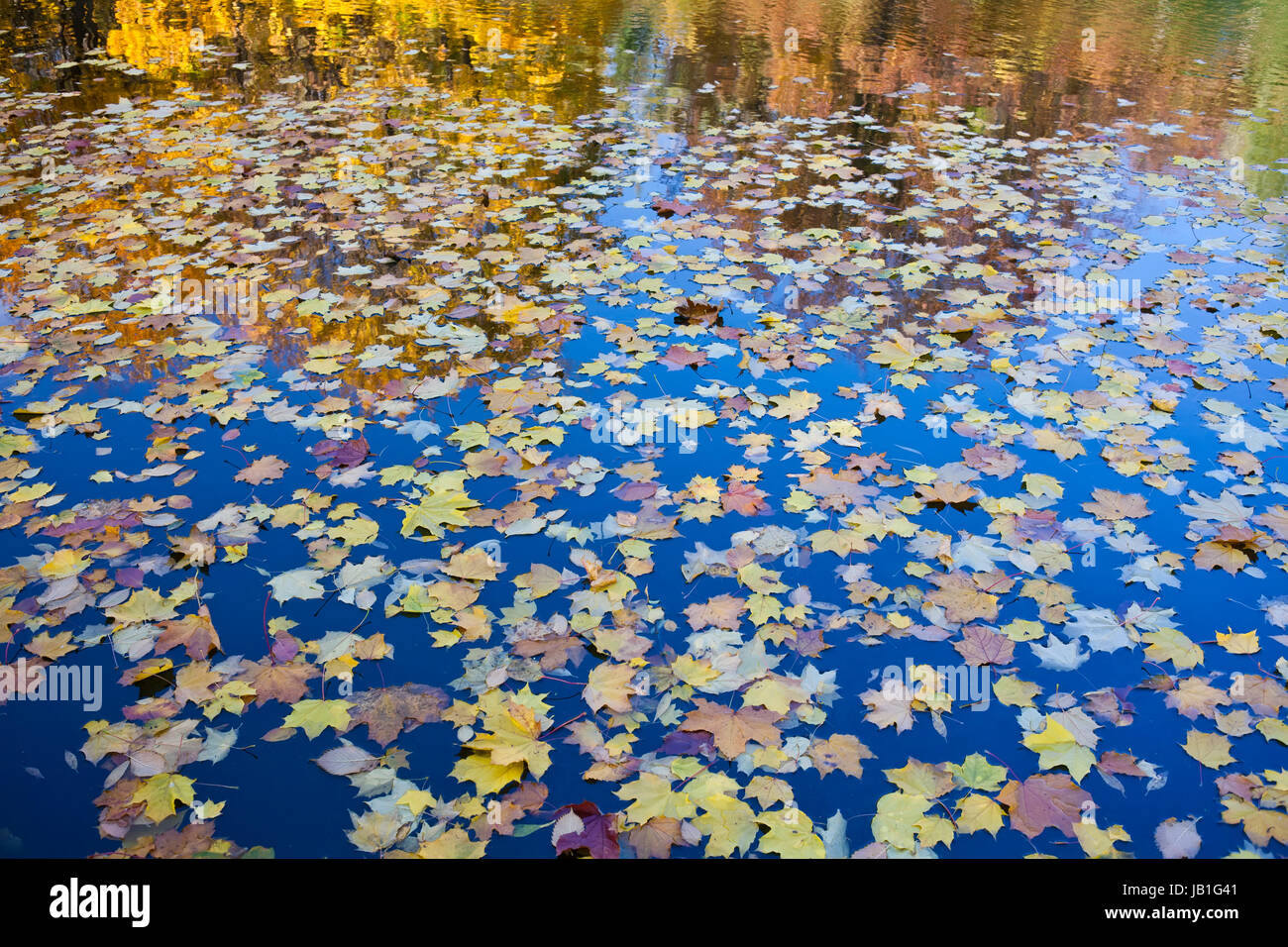 Beautiful photo of autumn golden yellow leaves on lake surface Stock ...
