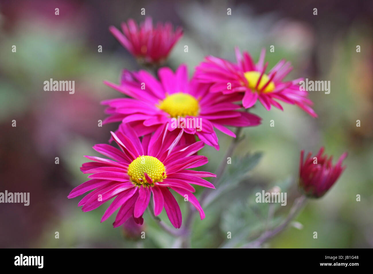 gartenchrysantheme dendranthema grandiflorum hybrids oury Stock Photo ...