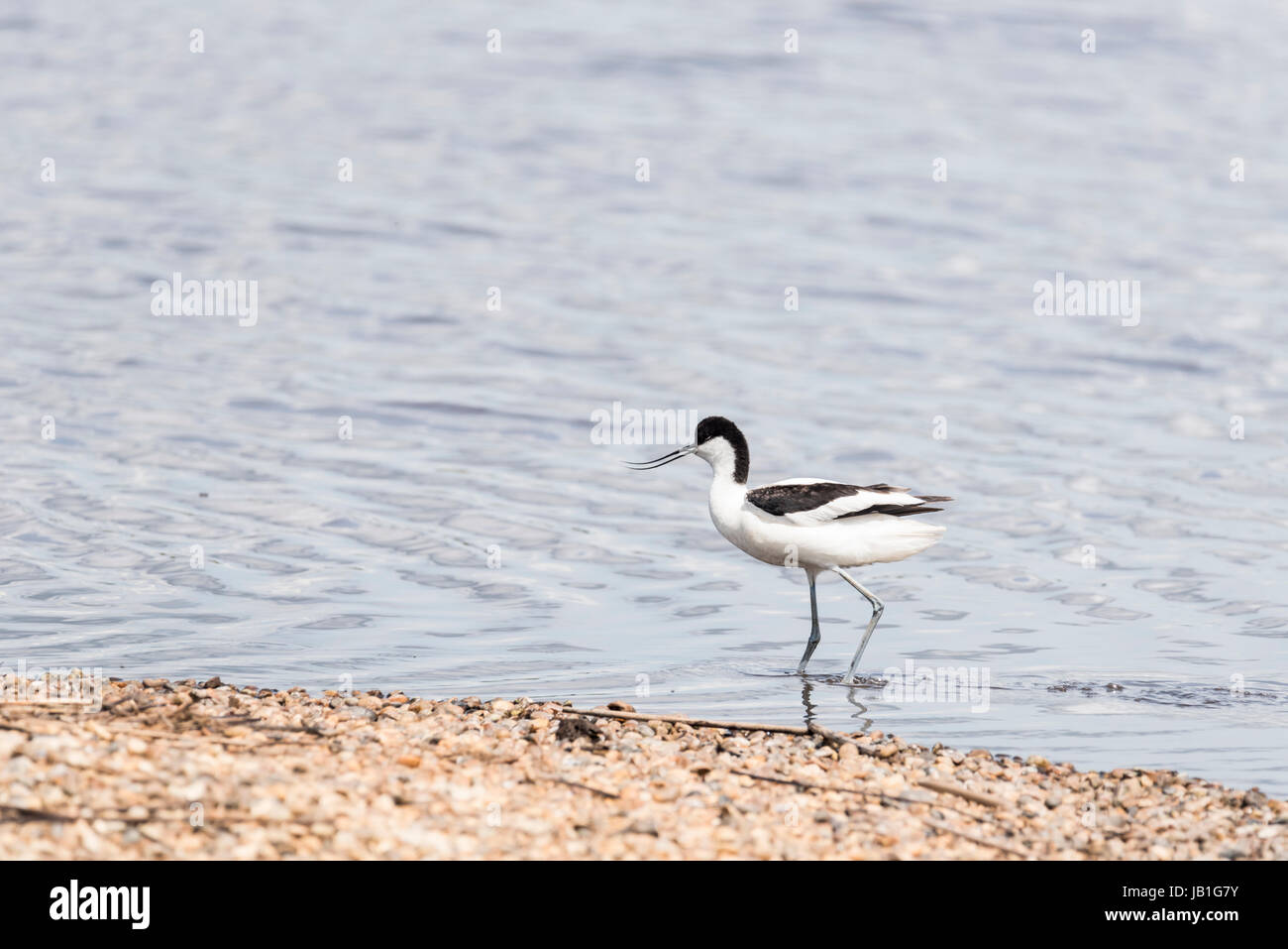 Walking avocet hi-res stock photography and images - Alamy