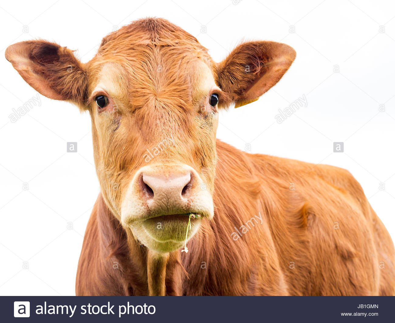 Cow White Background Stock Photos & Cow White Background Stock Images ...