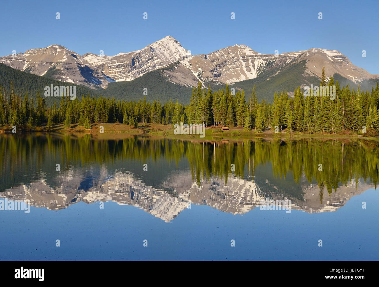 Water Forget Me Not , Pond High Resolution Stock Photography and Images ...