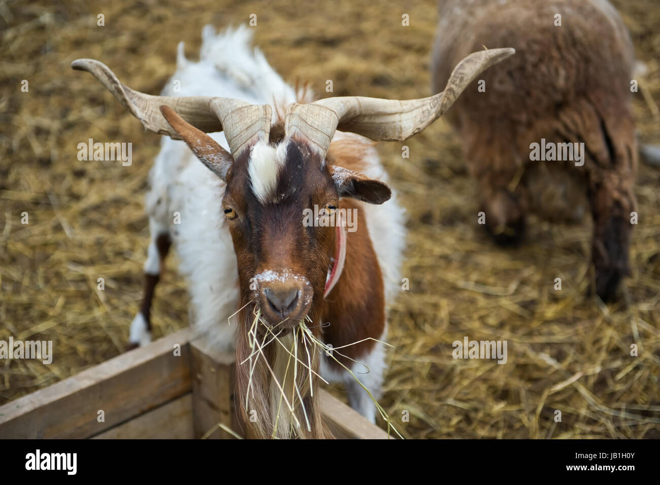 Miniature farm animals hi-res stock photography and images - Alamy