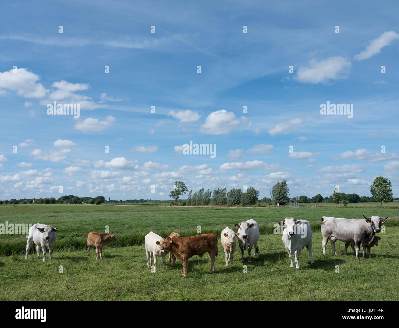 Gasconne cattle hi-res stock photography and images - Alamy