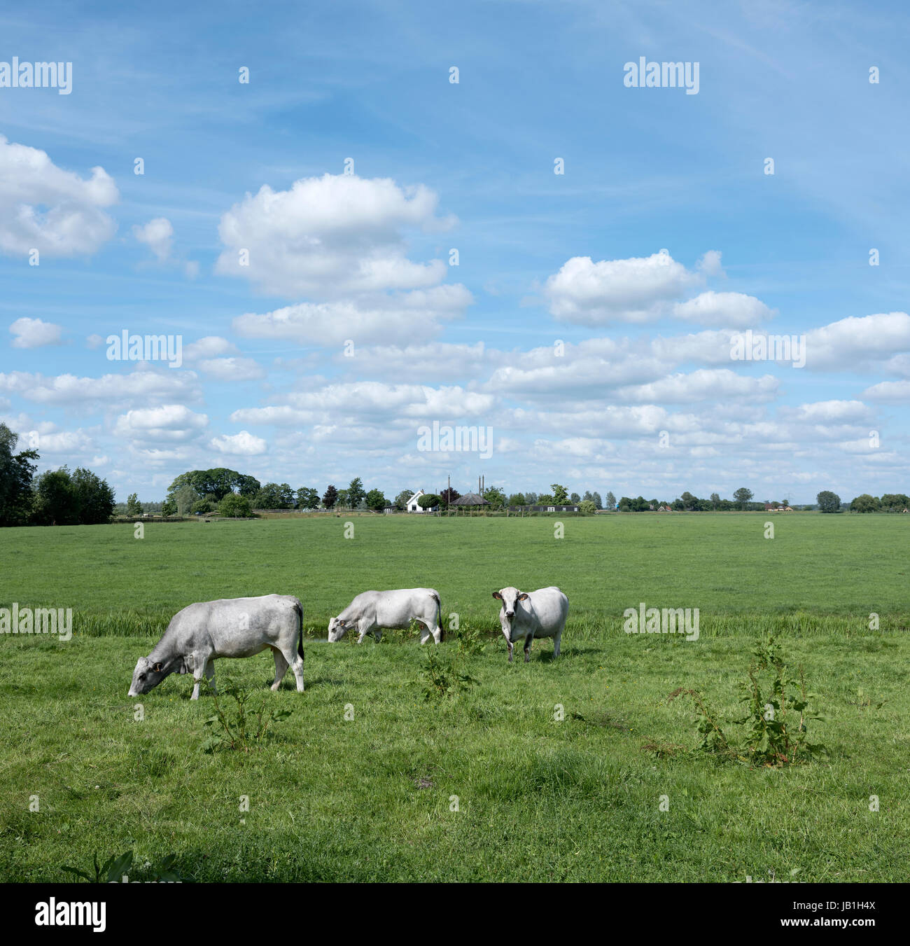 Gasconne cattle hi-res stock photography and images - Alamy