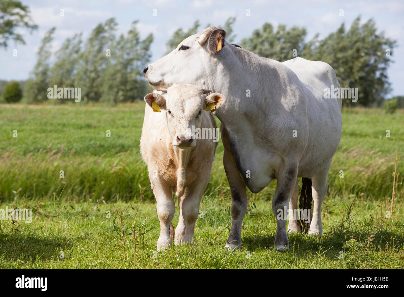 Gasconne cattle hi-res stock photography and images - Alamy