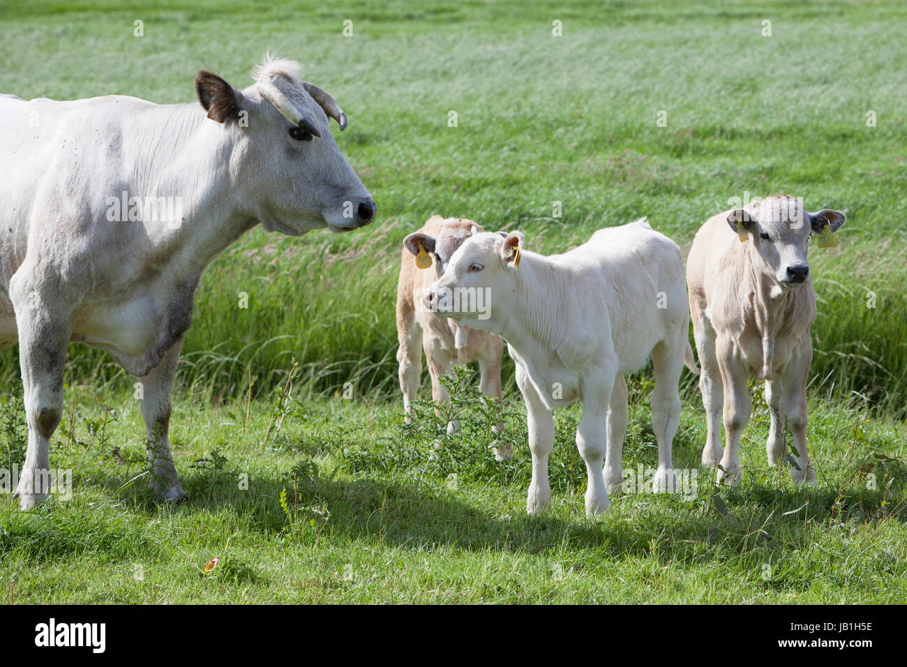 Gasconne cattle hi-res stock photography and images - Alamy