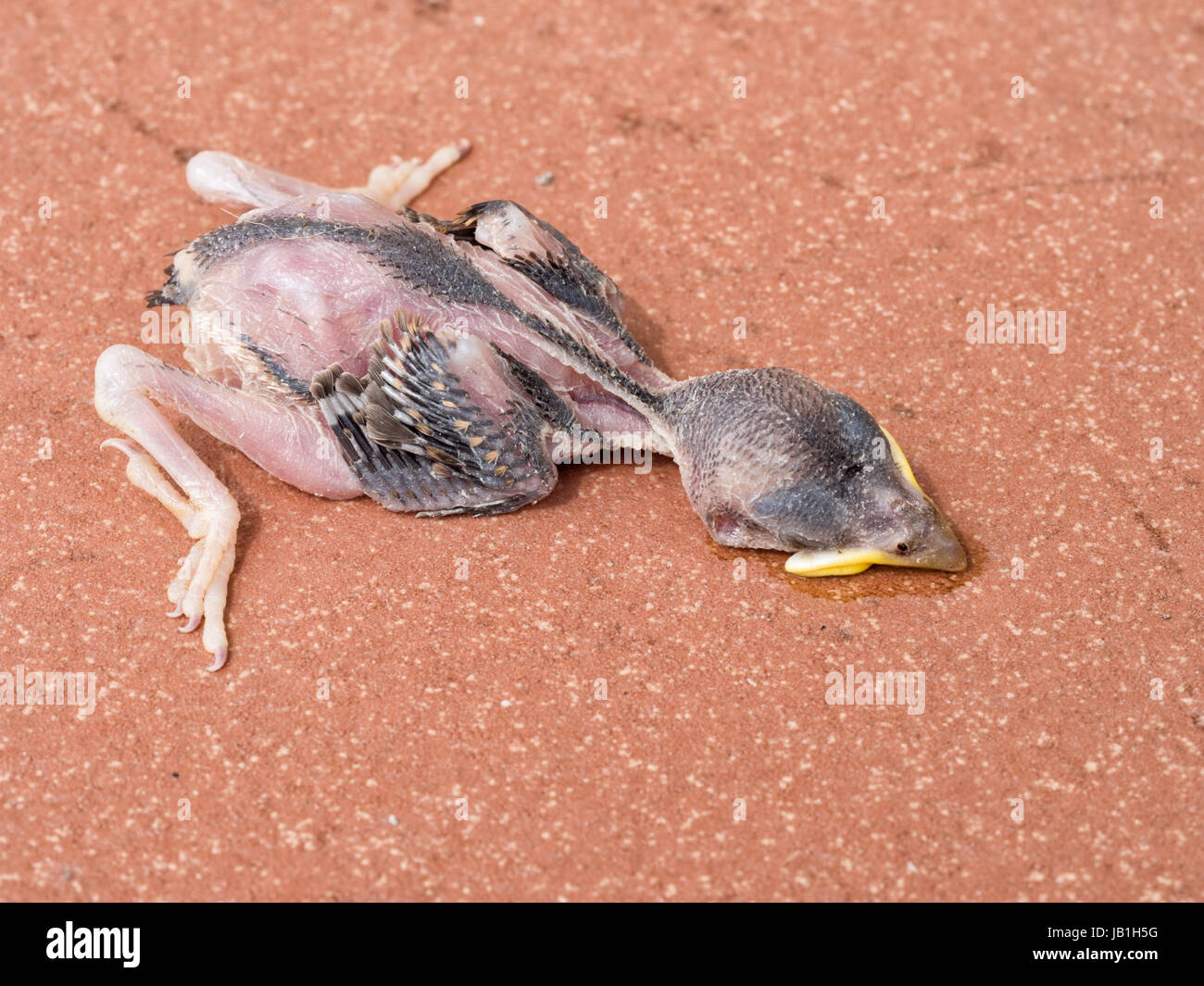 How To Preserve Dead Baby Bird at Carly Decosta blog