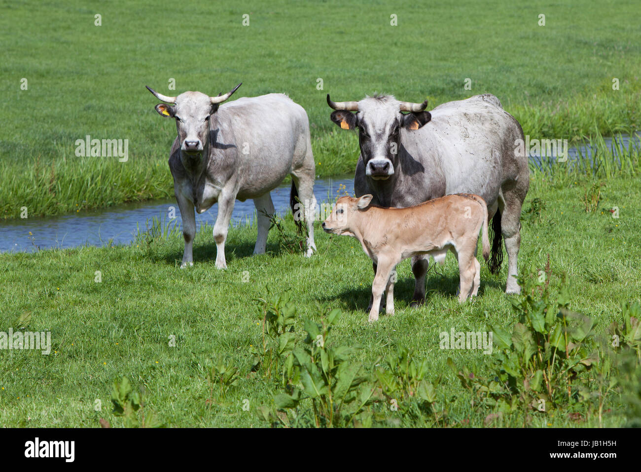 gasconne cows in meadow near amsterdam in the netherlands Stock Photo ...