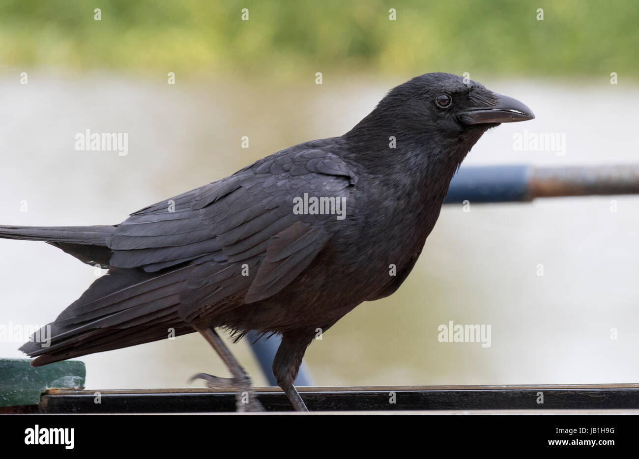 Large black bird hi-res stock photography and images - Alamy