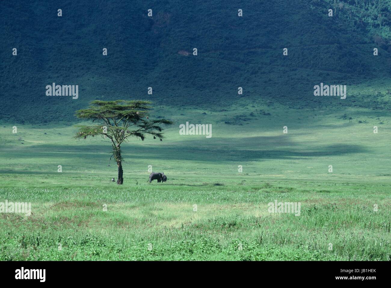 Ngorongoro Conservation Area is in northern Tanzania. It’s home to the ...