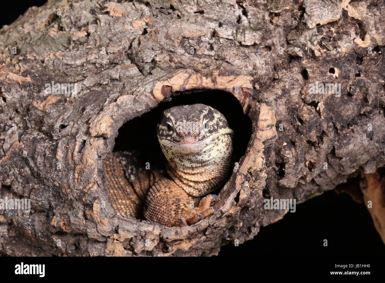 Australian spiny tailed monitor hi-res stock photography and images - Alamy