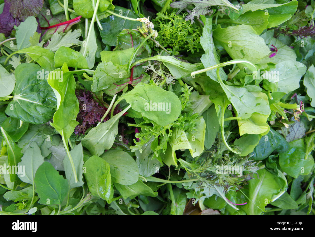 Mesclun salad mixed field greens piled closeup view Stock Photo - Alamy