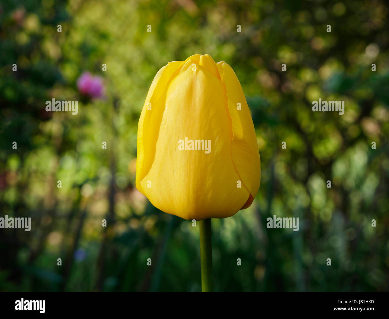 Yellow tulip flower (tulipa), in bloom in may (Suzanne's vegetable ...