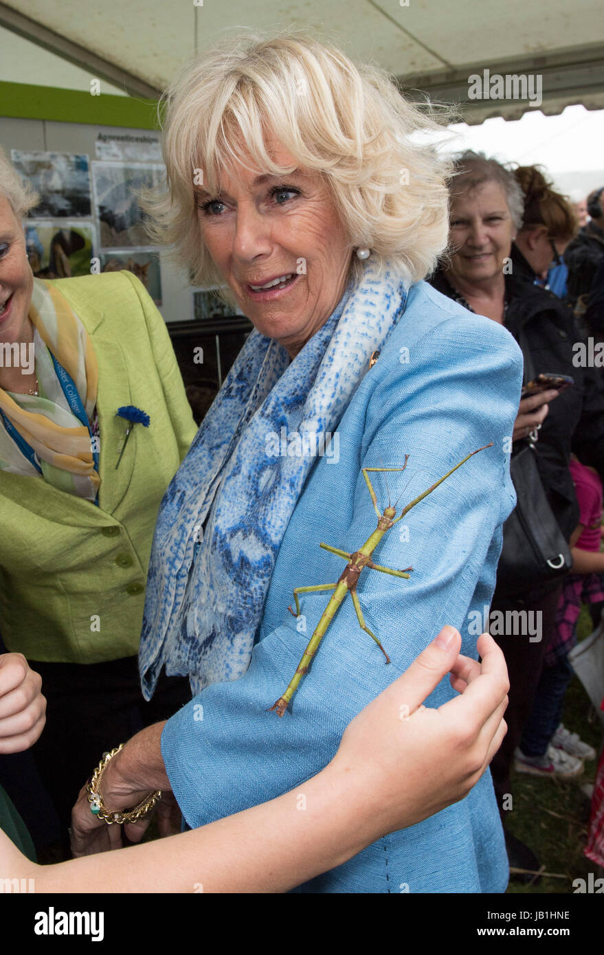 The Duchess of Cornwall meets a Giant Stick Insect when she visited the ...