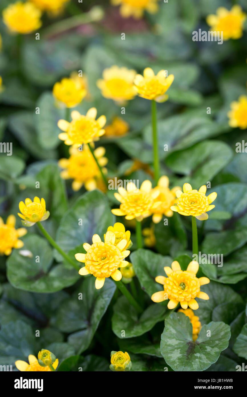 Ranunculus ficaria 'Collerette' Stock Photo - Alamy