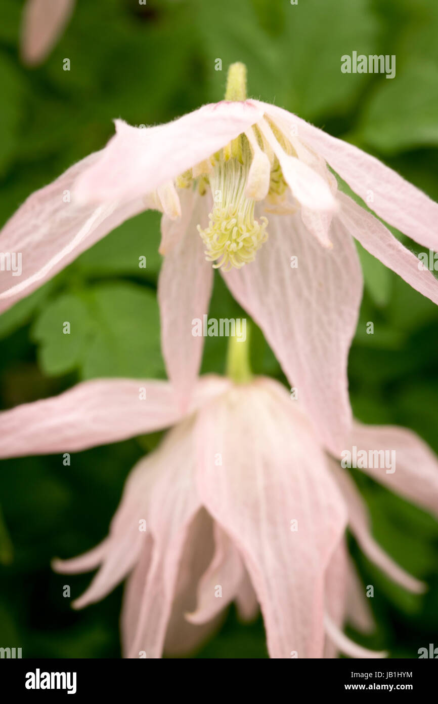 Country garden rose hi-res stock photography and images - Alamy