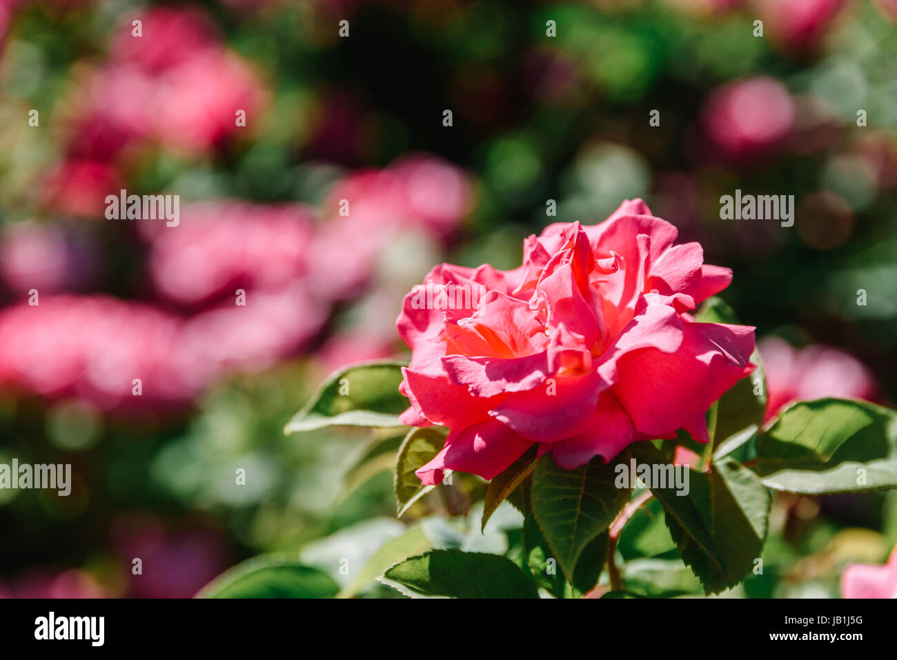 Beautiful Pink Rose Garden In Summer Stock Photo - Alamy
