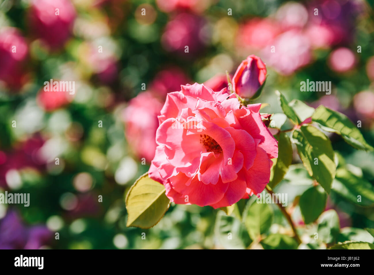 Beautiful Pink Rose Garden In Summer Stock Photo - Alamy