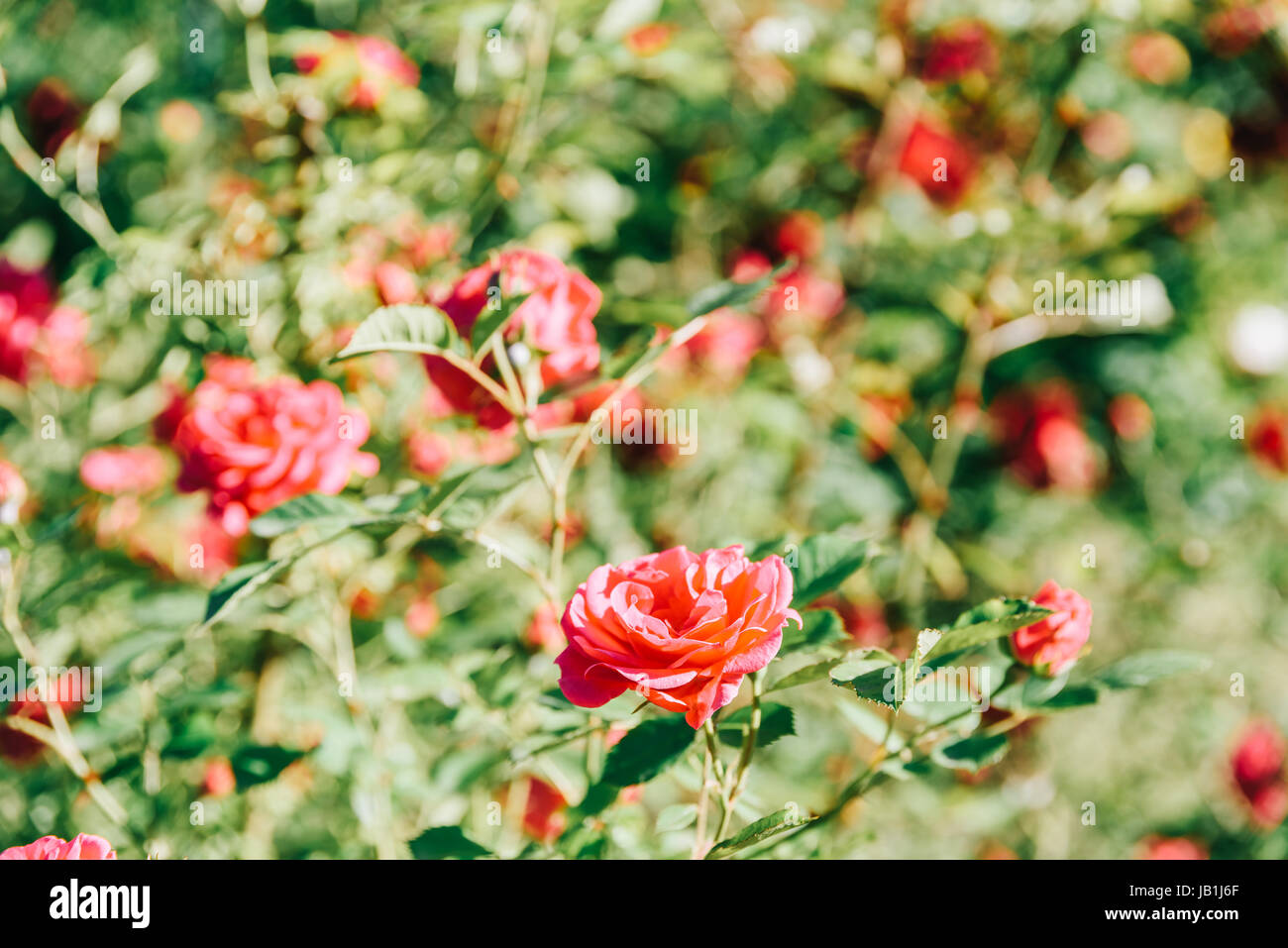 Beautiful Pink Rose Garden In Summer Stock Photo - Alamy