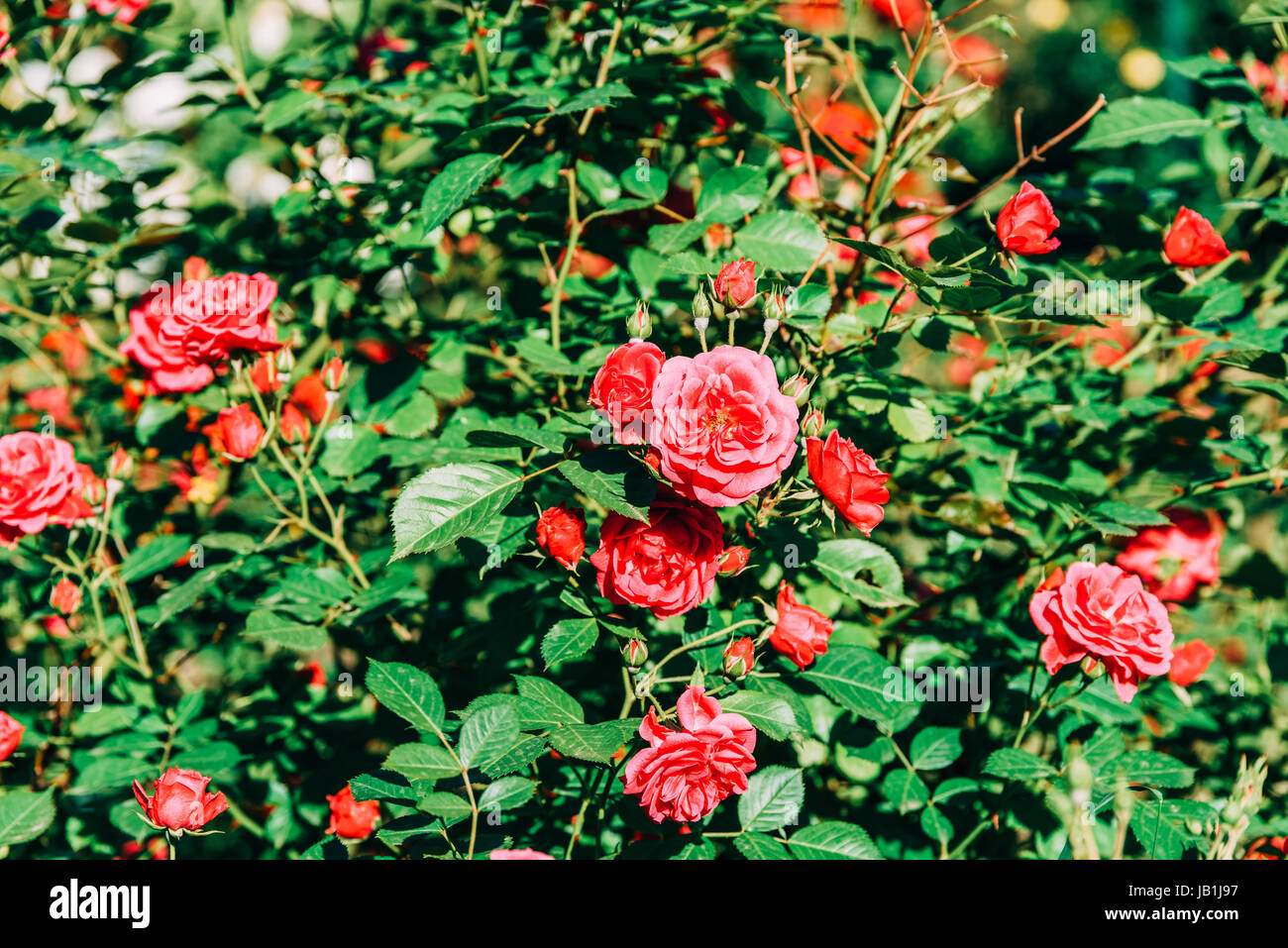 Rose garden in summer hi-res stock photography and images - Alamy