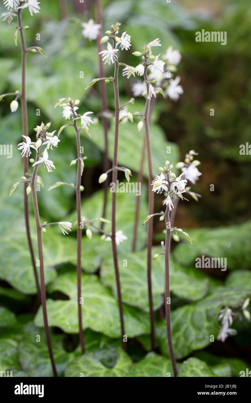 Beesia calthifolia hi-res stock photography and images - Alamy