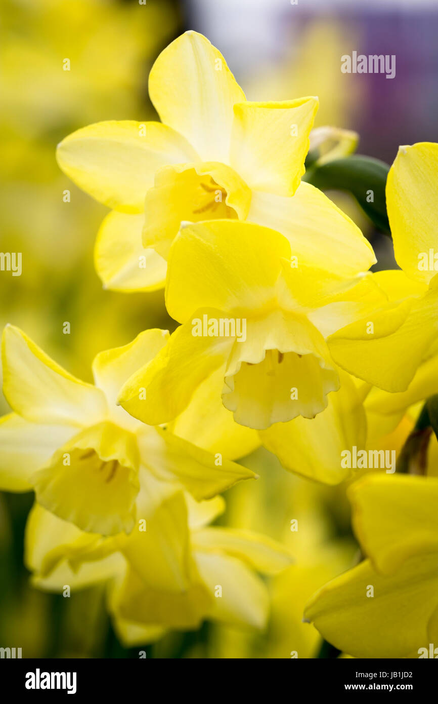 Narcissus pipit hi-res stock photography and images - Alamy