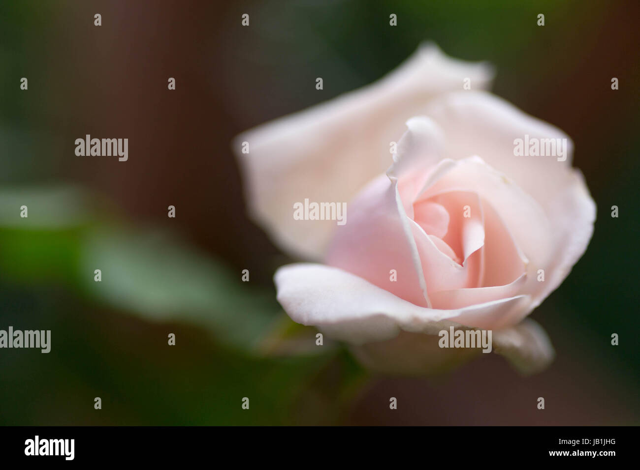 Perfect perennials flowers hi-res stock photography and images - Alamy