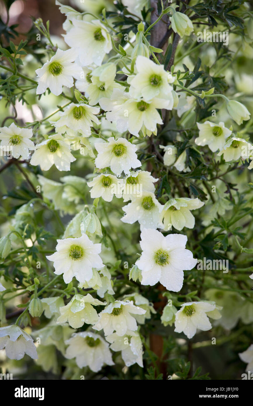 Clematis cartmanii 'Joe' Stock Photo - Alamy