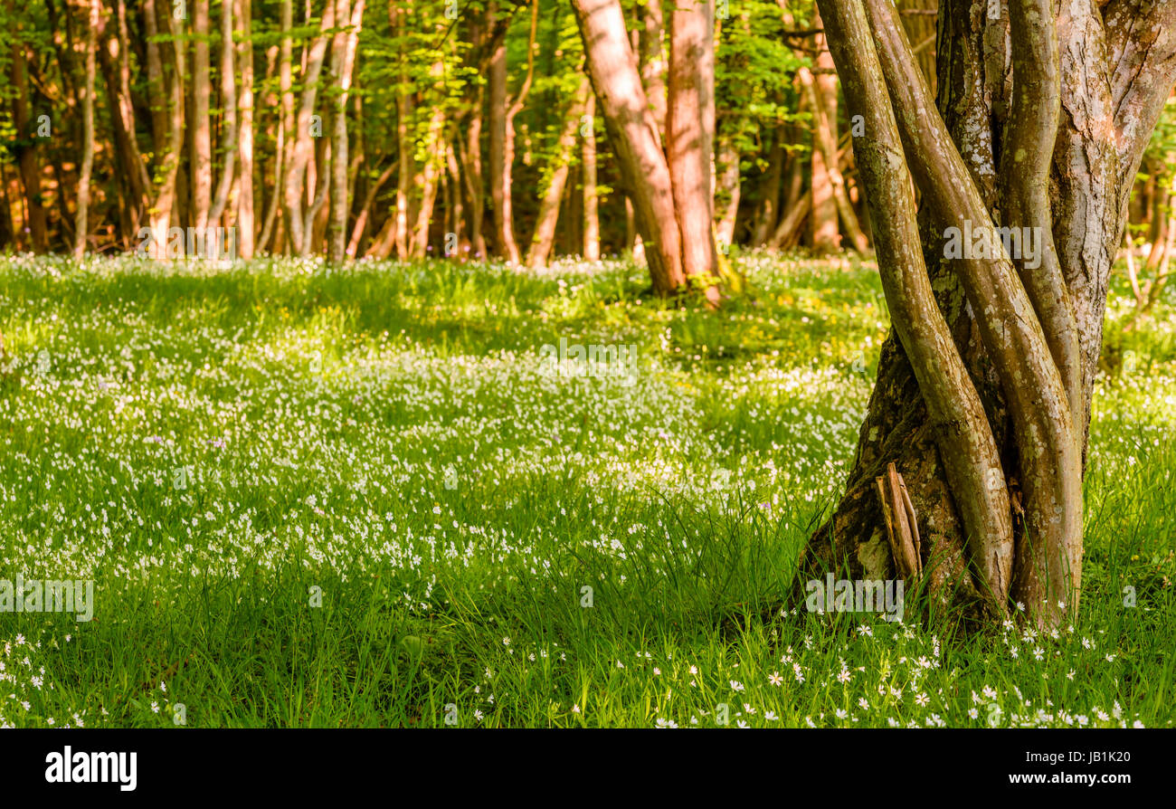 Twisted tree trunk hi-res stock photography and images - Alamy