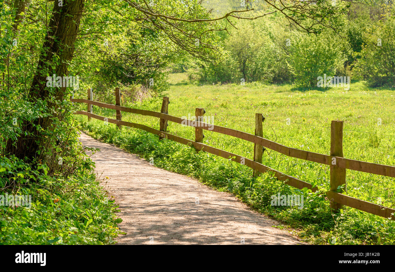 One sided tree hi-res stock photography and images - Alamy